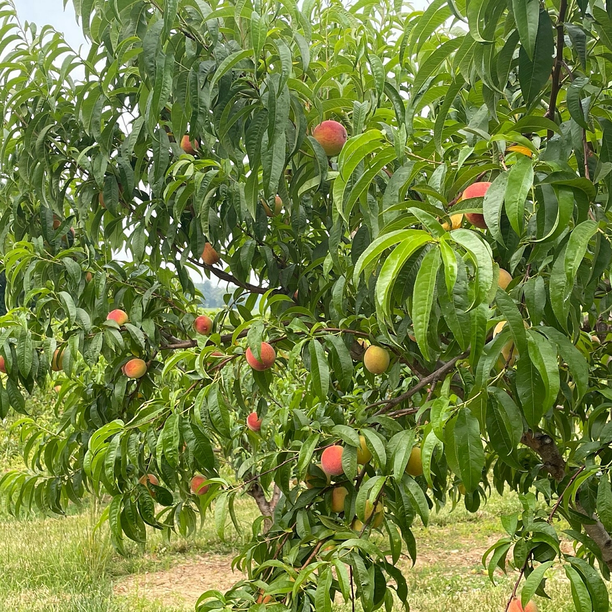 Farm Market | Brown's Orchard & Farm Markets