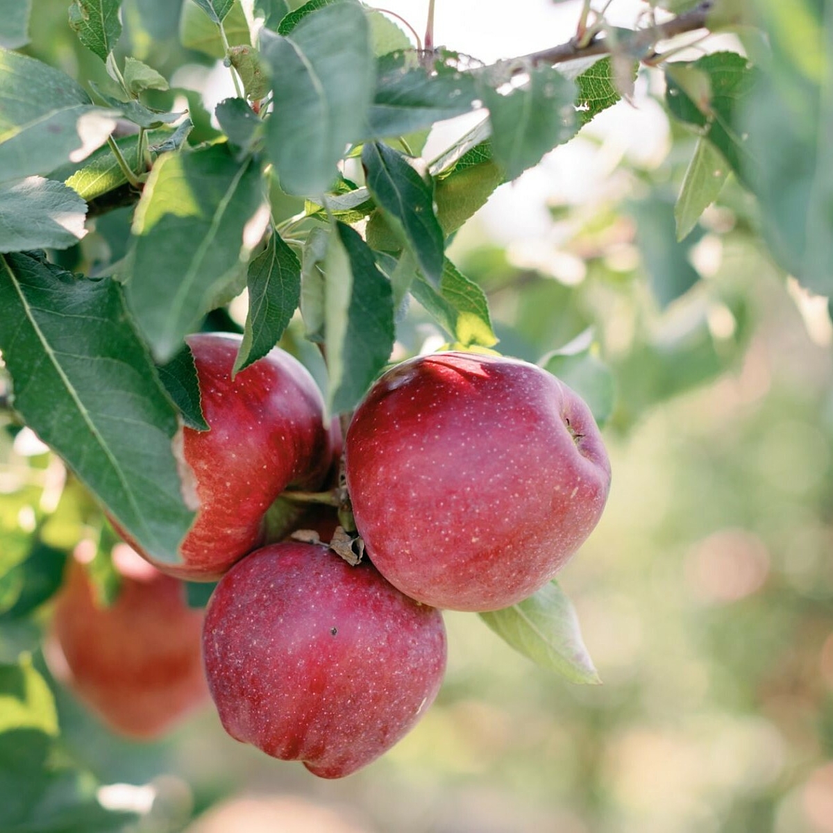 Farm Market | Brown's Orchard & Farm Markets
